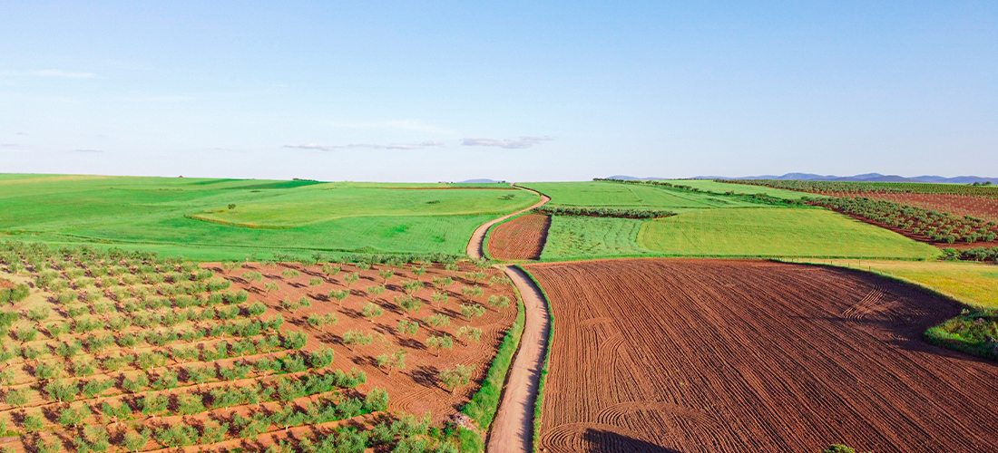 Agricultura tradicional vs agricultura ecológica